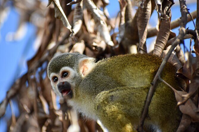 Monkey Encounter and Horse-Riding Tour in Puerto Plata - The Itinerary in Detail