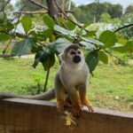Monkey Encounter and Zip Line Tour from Amber Cove and Taino Bay - Who Should Consider This Tour?