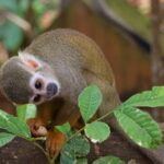 Monkey Encounter + ATV Riding Adventure  Puerto Plata - Practical Details