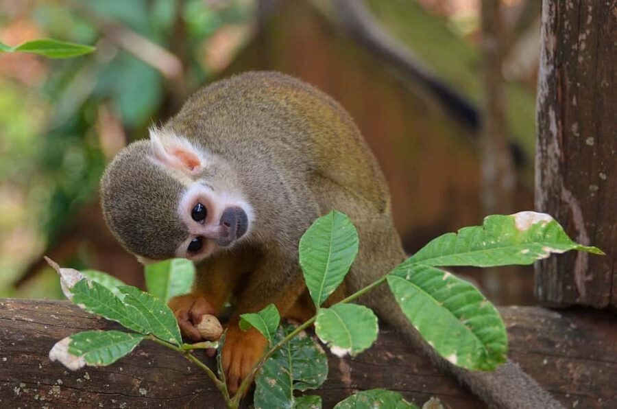 Monkey Encounter + ATV Riding Adventure  Puerto Plata - Practical Details