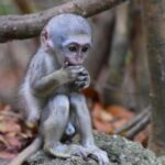 Monkey Feeding & Historic Sugar Plantation & Rum Distillery - What This Tour Means for You as a Traveler