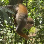 Monkey tour from Amber cove Y Taino bay Puerto Plata - What to Expect During the Tour