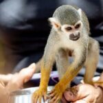 Monkeyhouse Adventure: A Family Day of Fun & Nature - Detailed Breakdown of the Itinerary