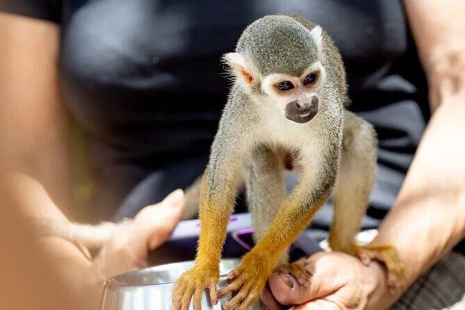 Monkeyhouse Adventure: A Family Day of Fun & Nature - Detailed Breakdown of the Itinerary