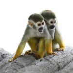 Monkeys and Snorkel Adventure in Sosúa, Puerto Plata - What This Tour Means for You