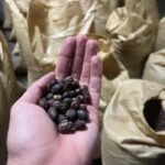 Monte Alto Coffee Tour: Jarabacoa Plantation Experience - An In-Depth Look at the Monte Alto Coffee Tour