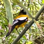 Montego Bay Bird Sancturary with Stunning Ocean Views - What You Can Expect at the Sanctuary