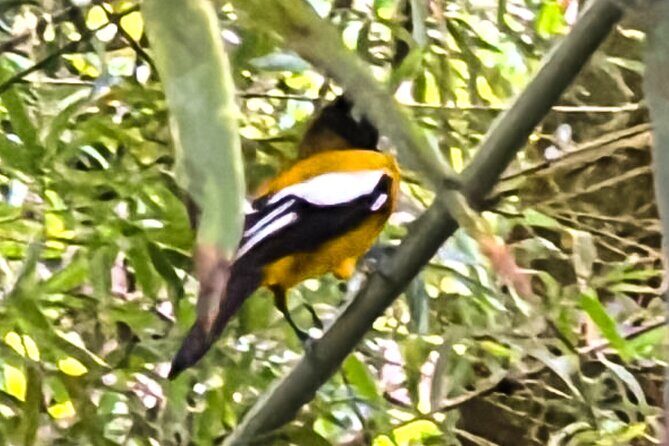 Montego Bay Bird Sancturary with Stunning Ocean Views - What You Can Expect at the Sanctuary