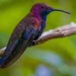 Montego Bay/Falmouth: Rockland Bird Sanctuary Private Tour - Who Will Love This Tour?