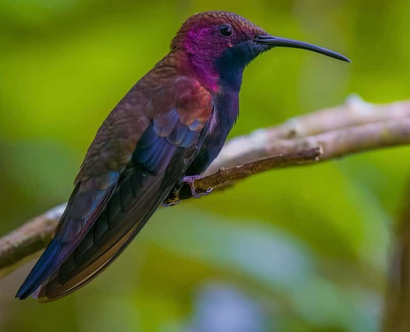 Montego Bay/Falmouth: Rockland Bird Sanctuary Private Tour - Who Will Love This Tour?