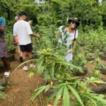 Montego Bay: Marijuana Farm and Bird Sanctuary Tour - The Practical Details
