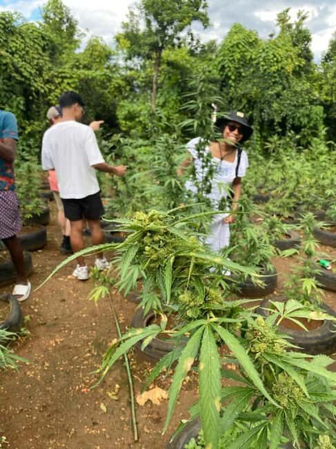 Montego Bay: Marijuana Farm and Bird Sanctuary Tour - The Practical Details