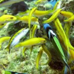 Montego Bay to Catamaran Cruise, Negril Beach and Rick's Café - Practical Tips for Booking and Enjoying the Tour