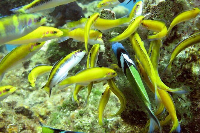 Montego Bay to Catamaran Cruise, Negril Beach and Rick's Café - Practical Tips for Booking and Enjoying the Tour