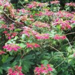 Montreal Gardens Tour with Trubb Taxi Tours - Who Should Consider This Tour?