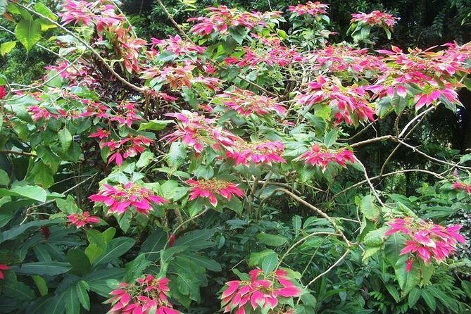 Montreal Gardens Tour with Trubb Taxi Tours - Who Should Consider This Tour?