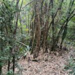 Mount Healthy National Park Private Hike Tour in Tortola - The Sum Up