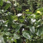 Mount Liamuiga Volcano Tours - The Climb: What Can You Expect?