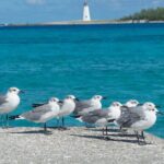 Multi-day Barbados 4WD Tour from Accra Beach Hotel - Who Should Consider This Tour?