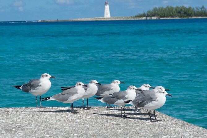 Multi-day Barbados 4WD Tour from Accra Beach Hotel - Who Should Consider This Tour?