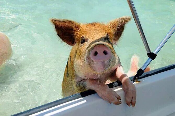 Nas: 3 islands Tour ,snorkel, Turtles, pigs and lunch - Who Should Book This Tour?