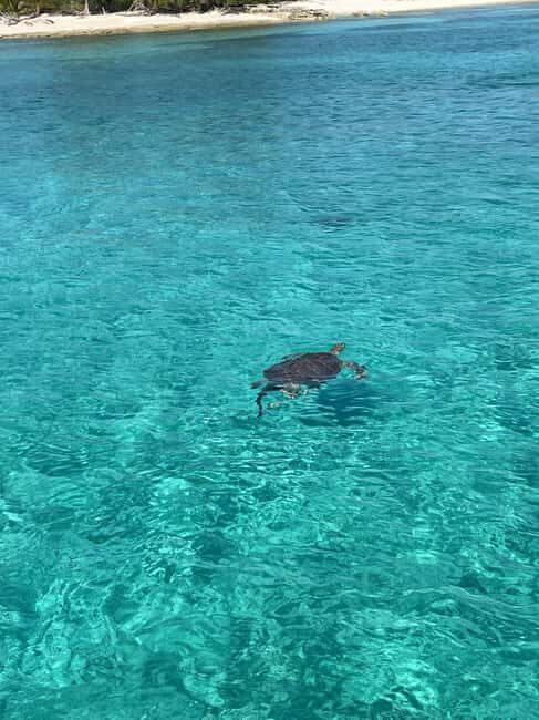 Nassau: 3 Islands Boat w/ Swimming Pigs, Snorkeling & Turtle - How the Day Unfolds