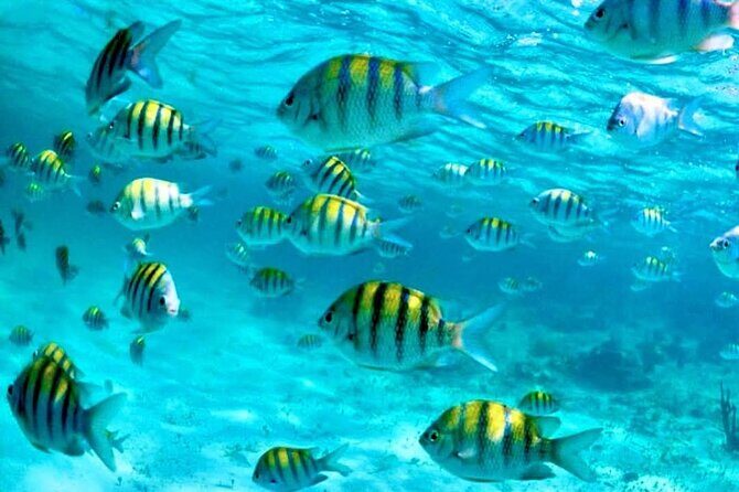 Nassau: 3 islands Pigs,Turtles,Snorkel & Beach Club with lunch - Final Thoughts