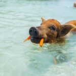 Nassau: Exuma Powerboat Day Trip - Practical Details and Tips