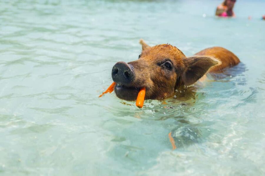Nassau: Exuma Powerboat Day Trip - Practical Details and Tips
