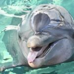 Nassau: Half-Day Guided Cay Cruise, Sea Life Watch & Snorkel - Visiting Blue Lagoon Island: History and Natural Beauty