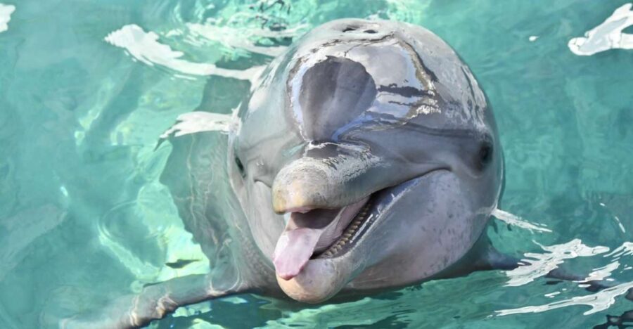 Nassau: Half-Day Guided Cay Cruise, Sea Life Watch & Snorkel - Visiting Blue Lagoon Island: History and Natural Beauty