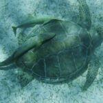 Nassau Optional Cay Hopping Tour on Rose and Pearl Island plus - What the Reviews Tell Us