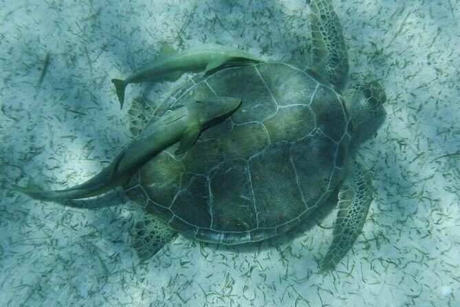 Nassau Optional Cay Hopping Tour on Rose and Pearl Island plus - What the Reviews Tell Us