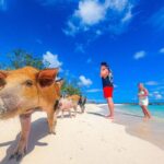 Nassau: Pigs Beach Trip by Boat with Swimming and Feeding - A Detailed Look at the Experience