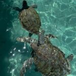 Nassau: Private Boat Charter Snorkel Tour - Key Points