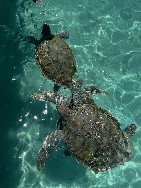 Nassau: Private Boat Charter Snorkel Tour - Key Points