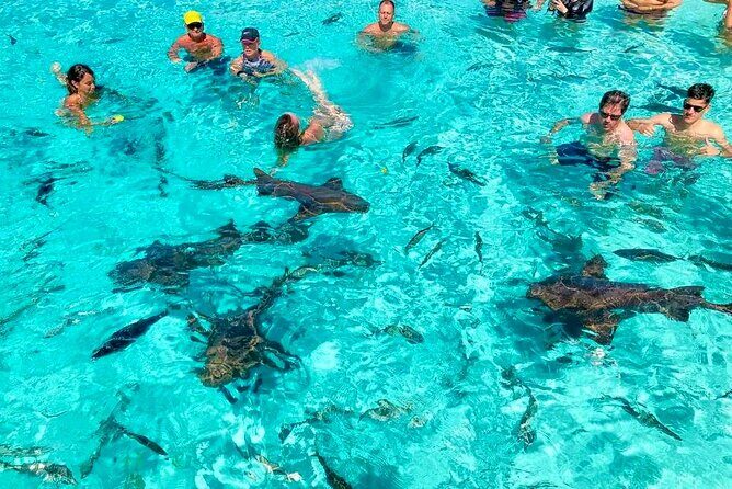 Nassau Private Swim with Pigs, Turtles and Snorkel Tour - Why This Tour Works for Different Travelers