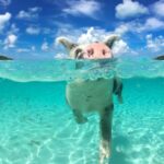 Nassau: Rose 3-Island Tour with Snorkeling and Lunch - Who Would Love This Tour?