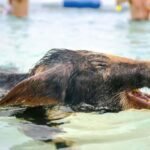 Nassau: Rose Island Swimming Pigs and Beach Day Group Tour - Final Thoughts