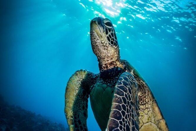 Nassau Shore Excursion: Bahamas Snorkel Adventure - What You Can Expect on This Snorkel Adventure