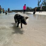 Nassau: Snorkeling, Pig Beach, Swim with Turtles, and Lunch - The Value of the Experience