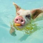 Nassau: Swimming Pigs and Private Beach Club Trip with Lunch - What Makes This Tour Special?