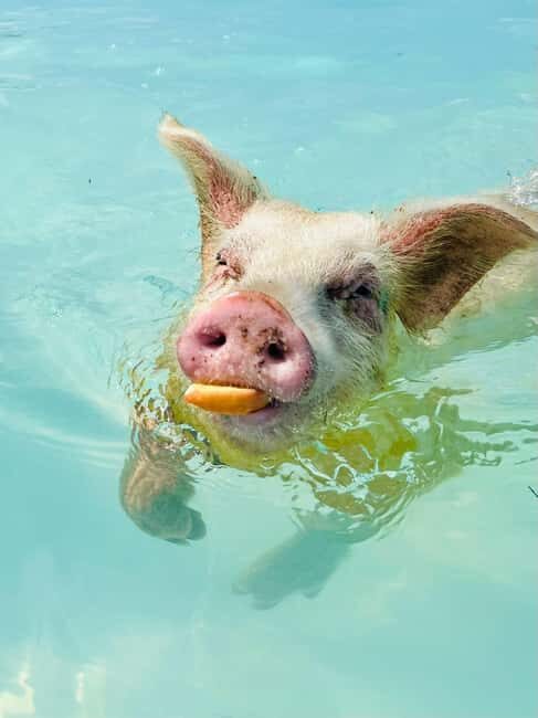 Nassau: Swimming Pigs and Private Beach Club Trip with Lunch - What Makes This Tour Special?
