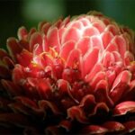 Natural Wonders of Barbados Small-Group with Harrison's Cave - Transportation and Comfort