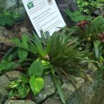Nature and Sightseeing at Phantasea Tropical Botanical Garden - The Sum Up