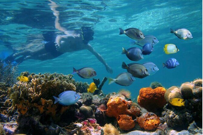 Negril Glass Bottom Boat Tour Snorkeling and Booby Cay - Final Thoughts: Is it Worth It?