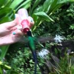 Negril Hilite Ricks Cafe and Humming Garden from Negril - Why This Tour Offers Good Value