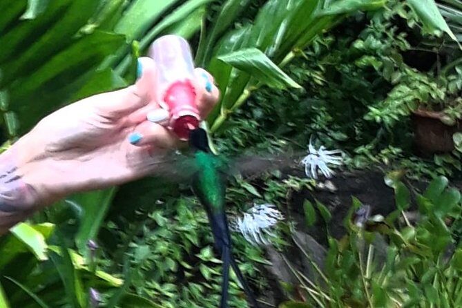 Negril Hilite Ricks Cafe and Humming Garden from Negril - Why This Tour Offers Good Value