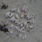 N&G Providenciales Island Tours of Turks and Caicos - What Does the Tour Offer?