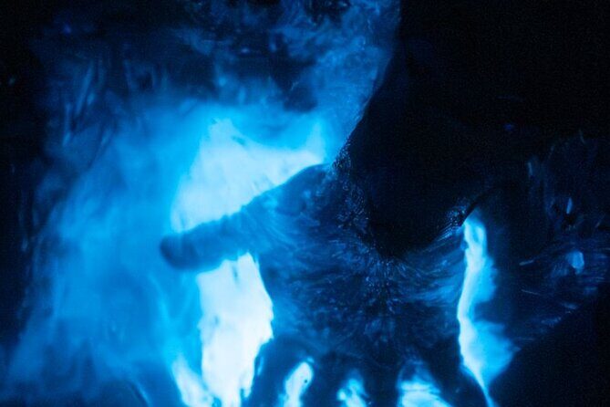 Night Mangrove Kayak Tour - Learning from Experts